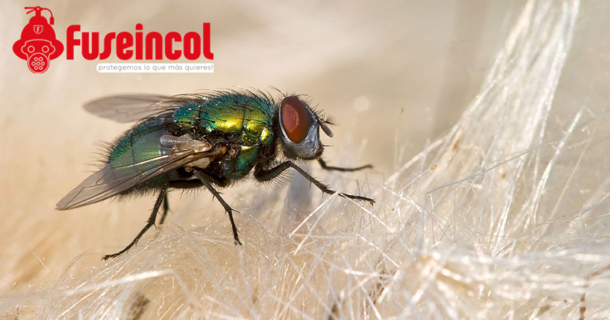 FUMIGACIÓN Y CONTROL DE MOSCAS EN YOPAL | FUMIGACIÓN DE MOSCAS | MOSCAS DOMÉSTICAS | MOSCAS ...